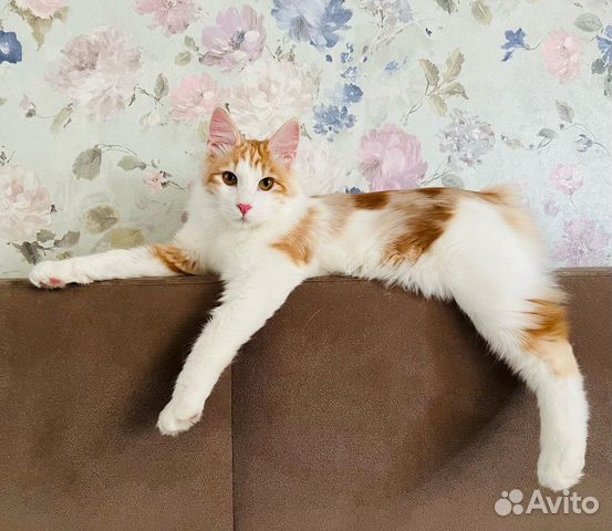 Котёнок Курилтский Бобтейл