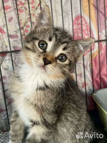 Юный индеец Когтистая Лапа