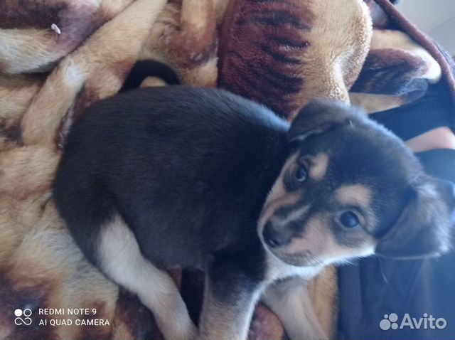 Собаки щенки бесплатно