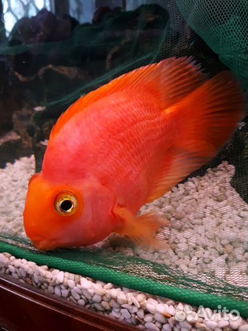 Попугай красный Red Parrot