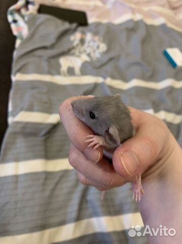 Ласковый крысенок, три недели