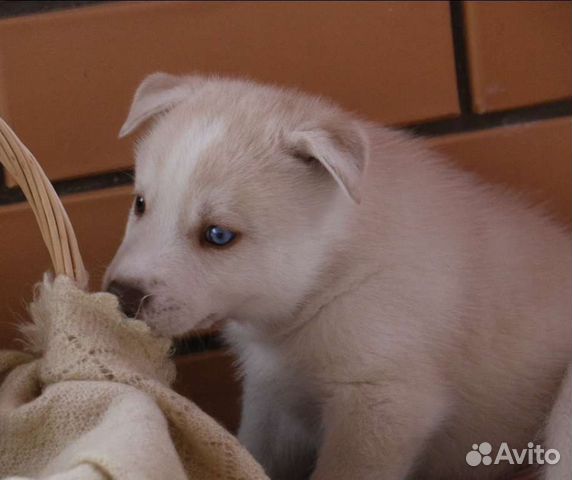 Милый щеночек Сибирский Хаски