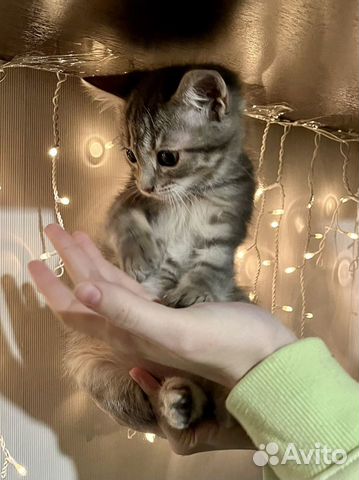 Серый котенок Кай (1,5 мес)