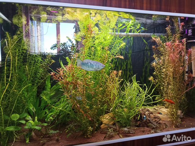 Гурами мраморный