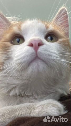 Рыжее Солнышко, котик в дар
