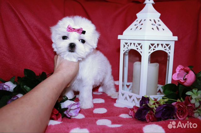 Мини куколка девочка мальтезе 2,5 мес