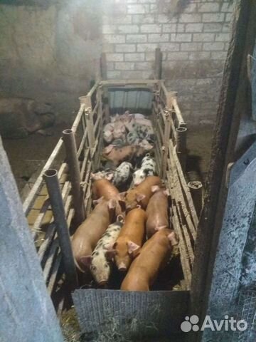 Поросята