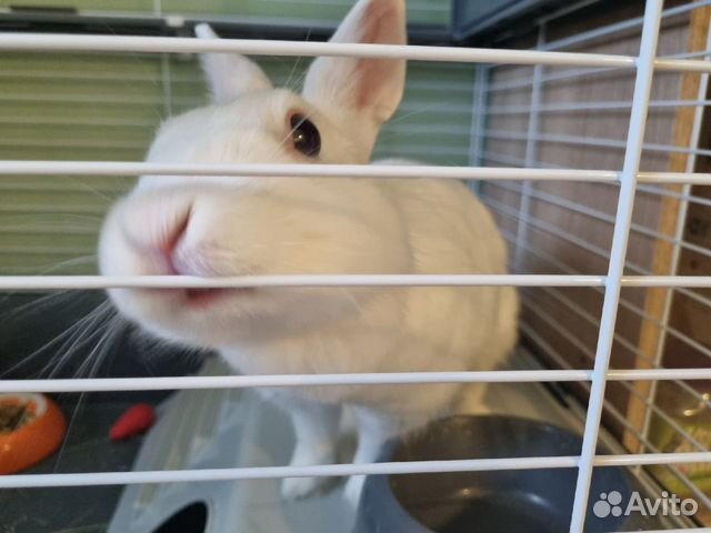 Продам крольчиху с клеткой в любящую семью
