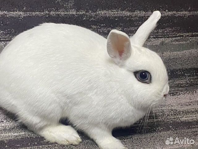 Декоративные кролики