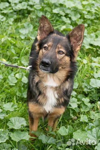 Белла ищет дом