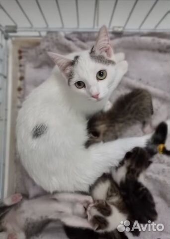 Маленькие котята ищут дом