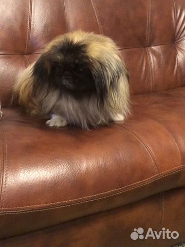 Собаки пекинес