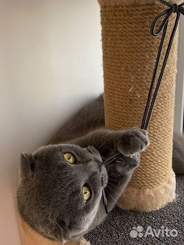 Британский кот на вязку