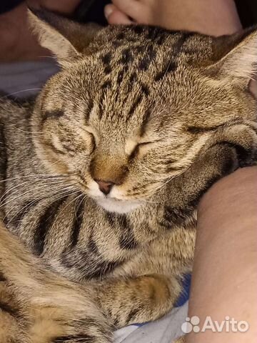 Котята в добрые руки бесплатно