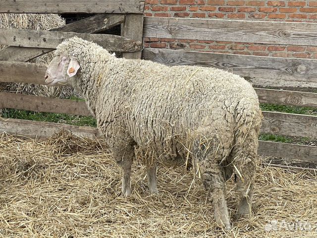 Баран на племя мериноланд