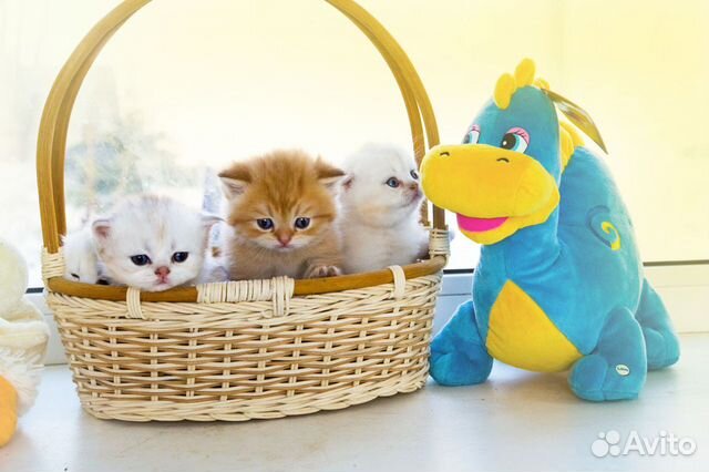 Шоколадное серебро