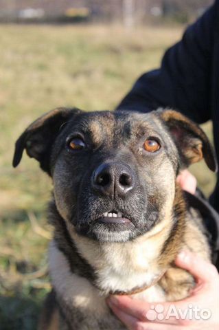 Спасите Добби, пока не поздно