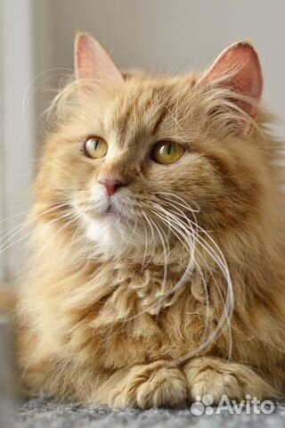 Пушитая рыжая кошечка