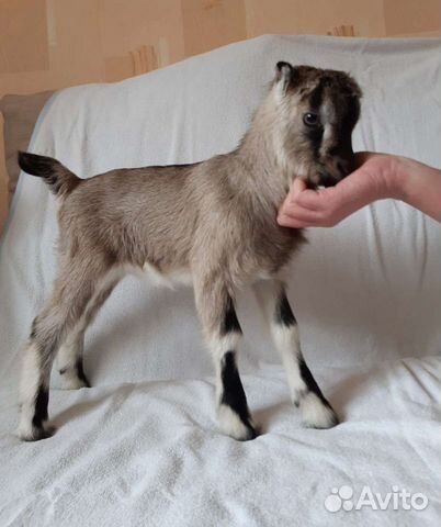 Козы козлы козлята ламанча