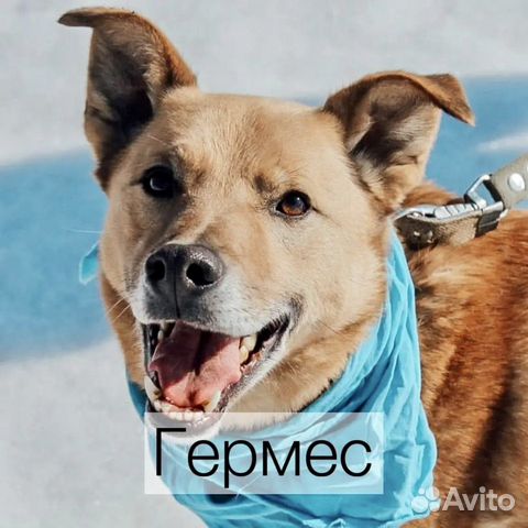 Гермес, без права на жизнь