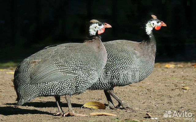 Цесарки семья