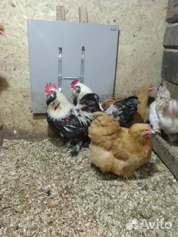 Петухи и семьи