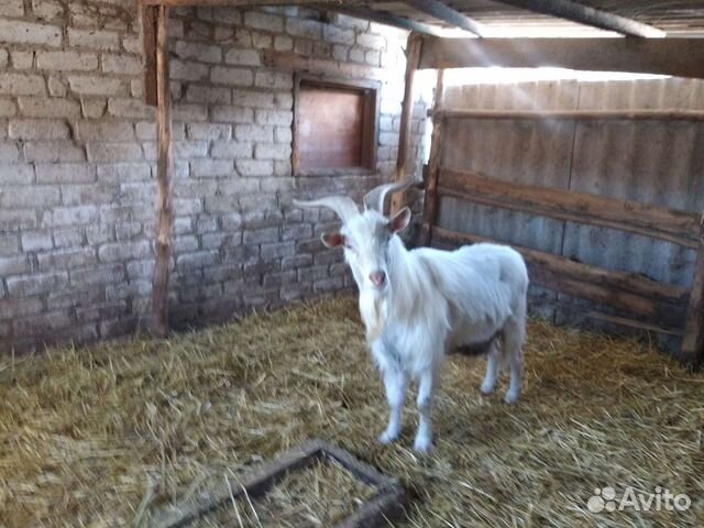 Племенной козел
