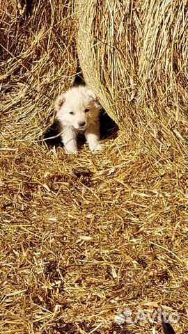 Щенок 1.5 месяца