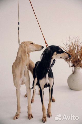 Борзый для фотосессии