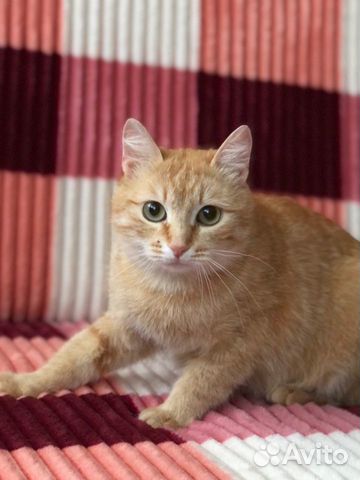 Кошка Муся ищет добрые руки
