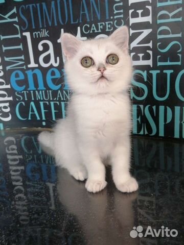 Котик британский