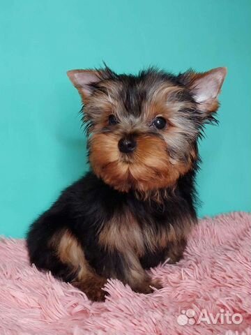 Нежная и ласковая