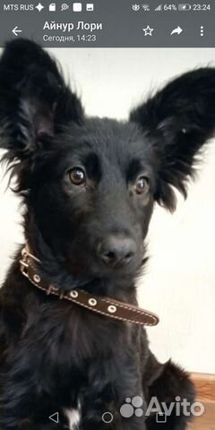 Шикарный Банти