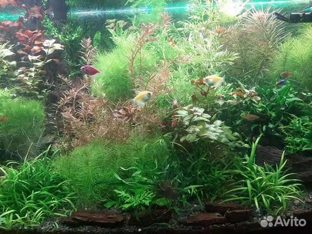 Аквариумные растения