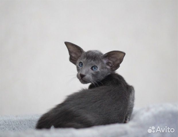 Ориентальная