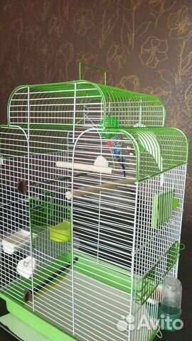 Продам 2х попугаев с клеткой