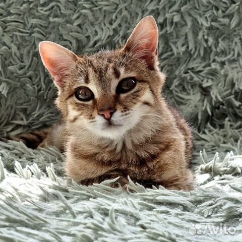 Котенку нужен дом