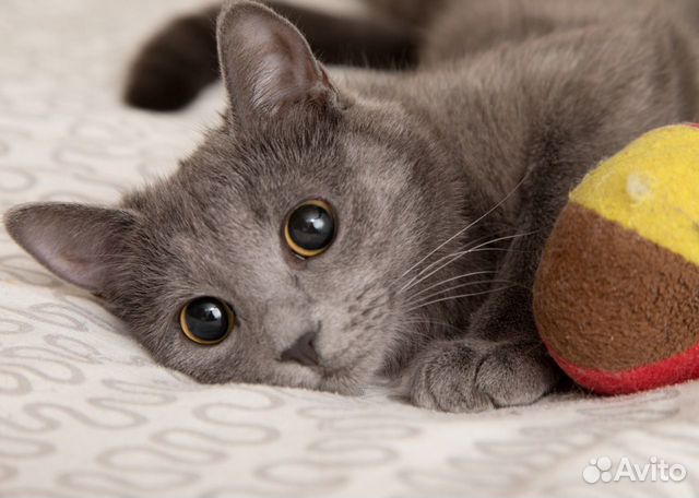 Нежная кошечка Полина ждёт заботливую семью