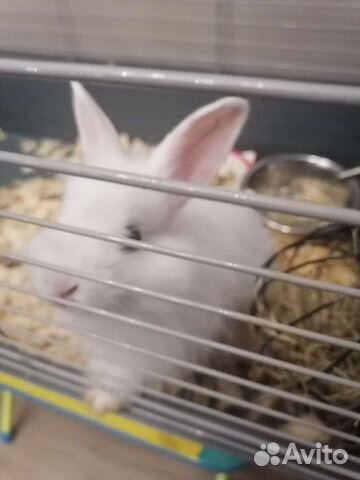 Декоративные кролики