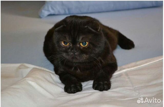Шотландская вислоухая кошка бесплатно