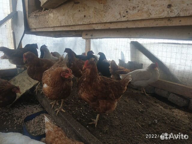 Куры несушки ломан браун, леггорн