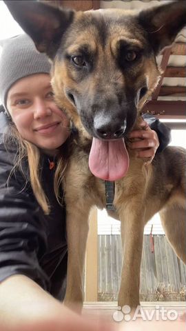 Помесь малинуа бельгийская овчарка