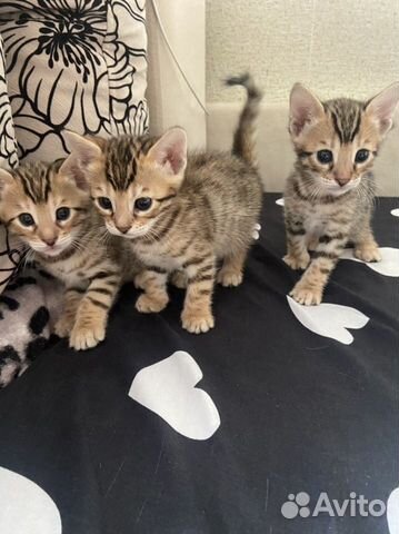 Бенгальские котята