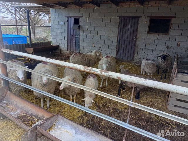 Овцы с ягнятами