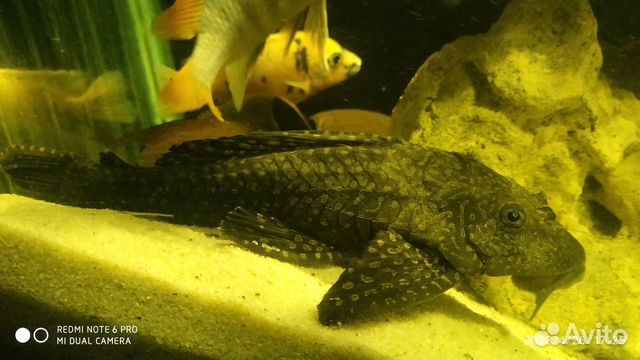 Птеригоплихт порчевый