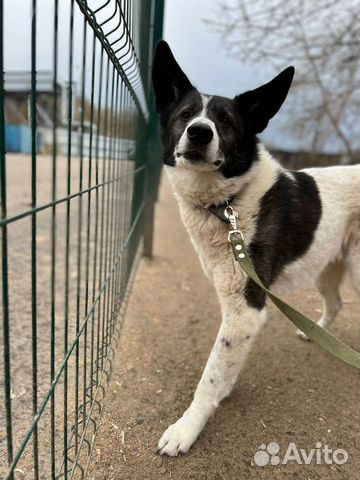 Песик из приюта ищет дом