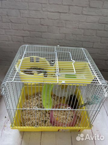 Сирийский хомяк, 2 шт с клеткой