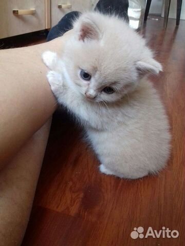 Кошечка малышка в добрые руки