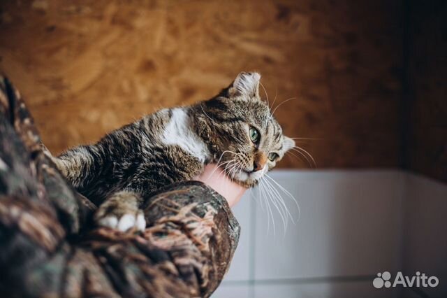 Котик в дар