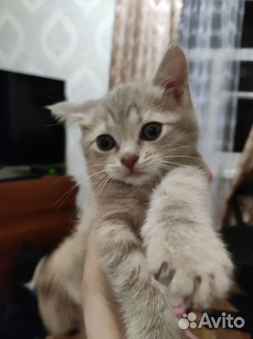 Британские котята
